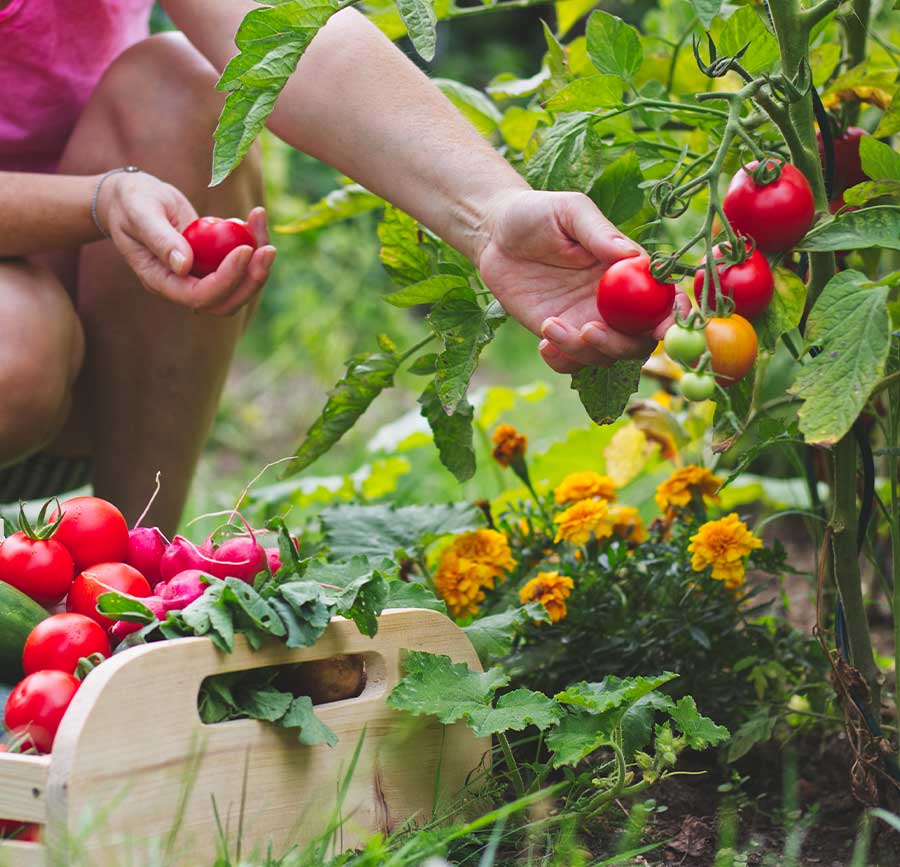 Planting Your First Vegetable Garden — Ray Padula Lawn and Garden